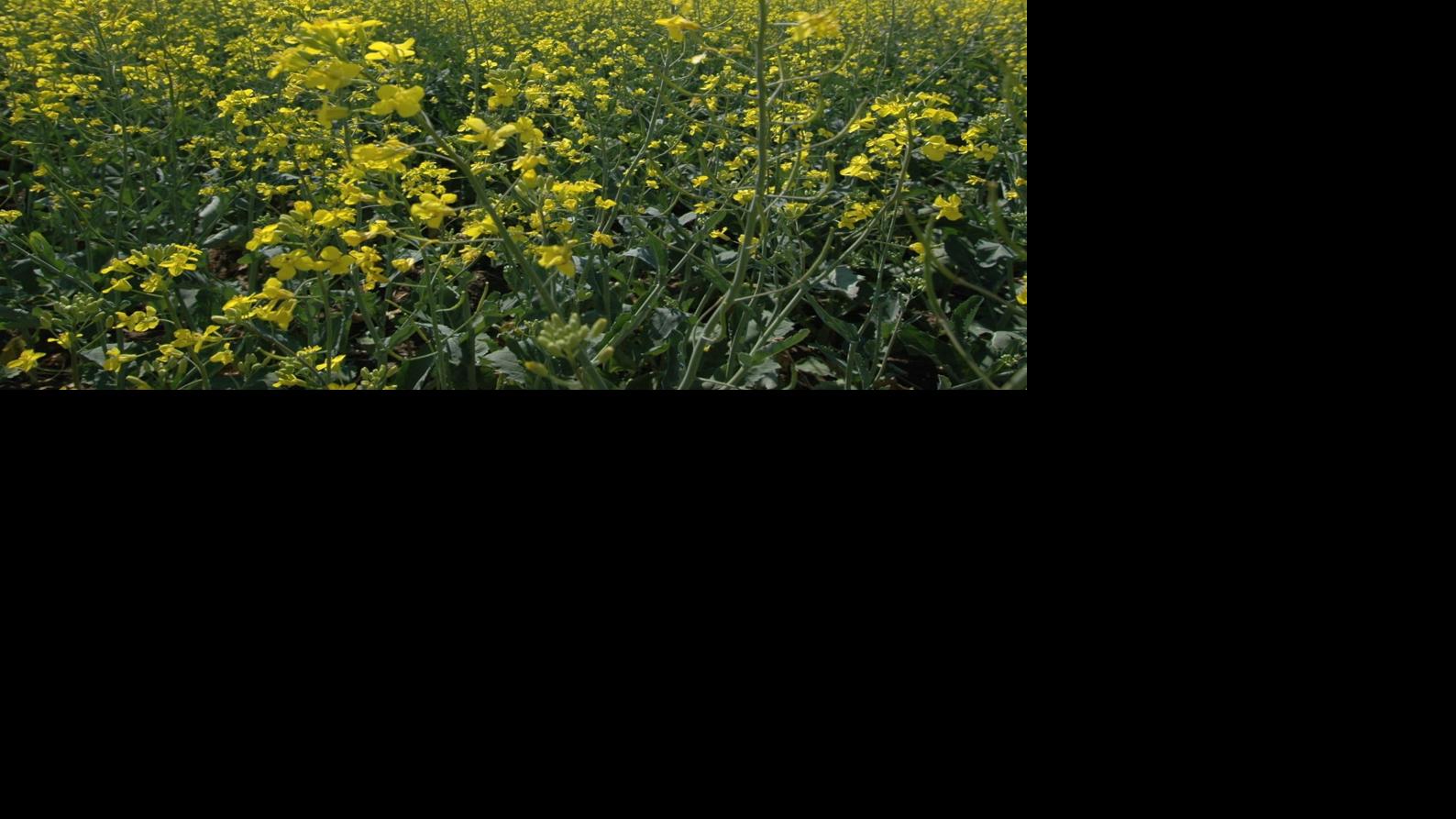 Canola markets continues downward trend | Crop | agupdate.com