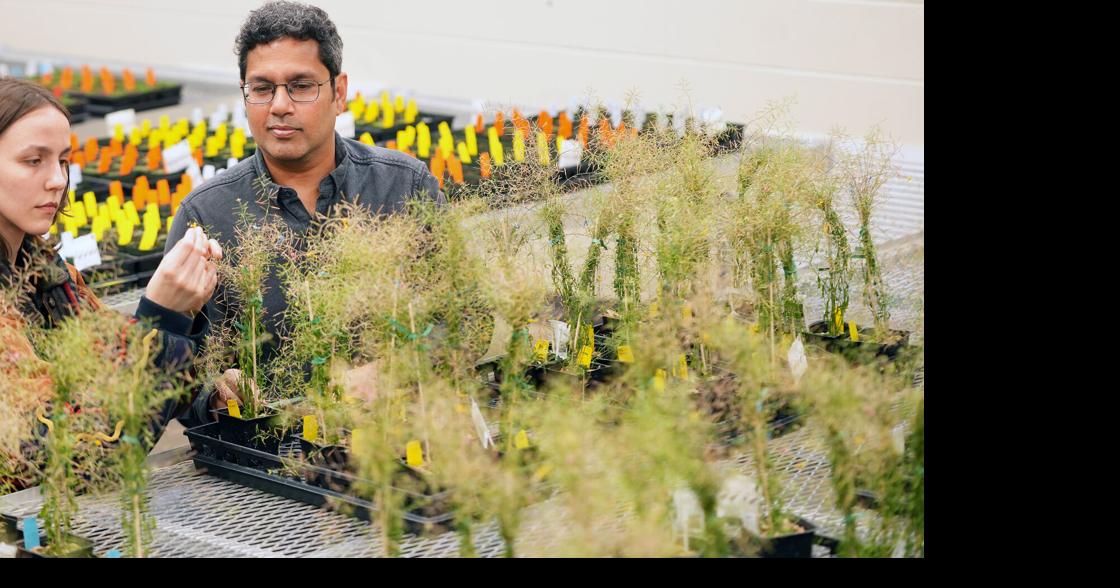 Team develops fast-track process for genetic improvement of plant traits