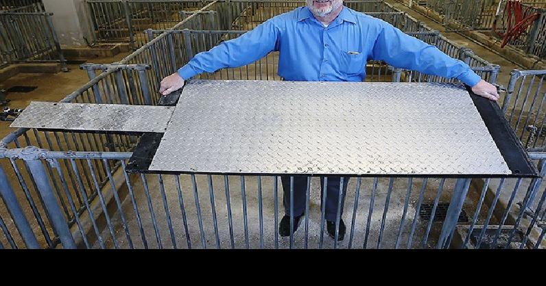 Sow-cooling pads developed