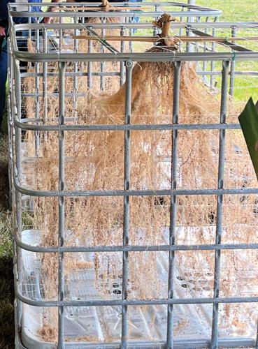 Roots take focus at field day