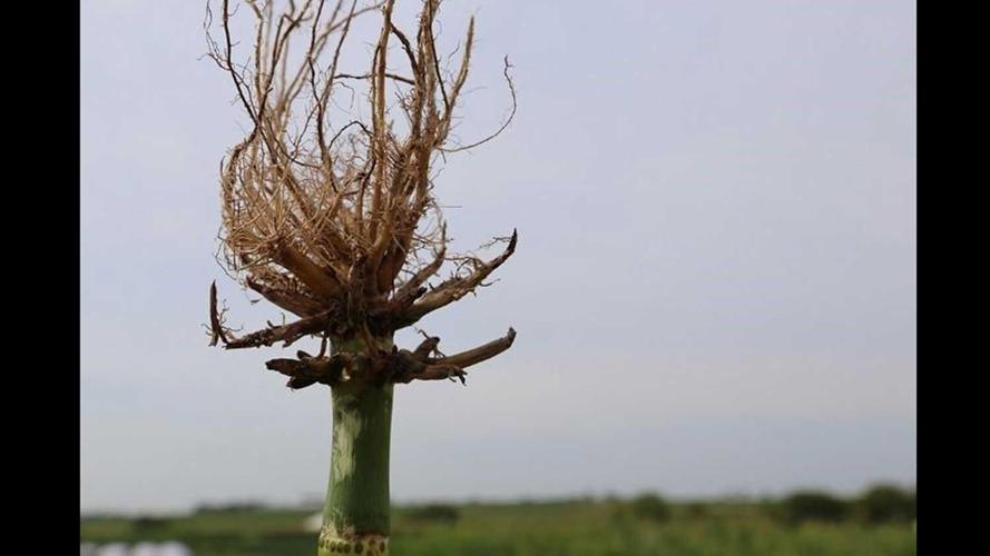 Check-in time for corn rootworm management