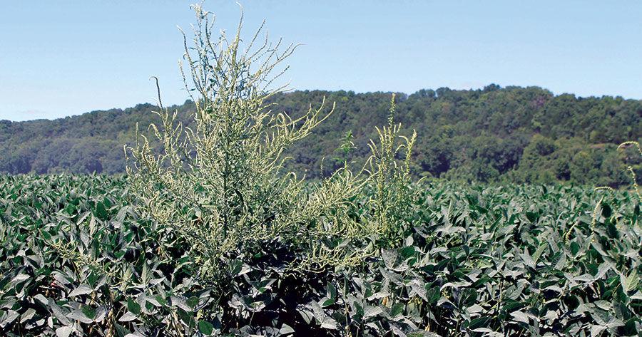 Wet weather during spring planting adds to weed concerns