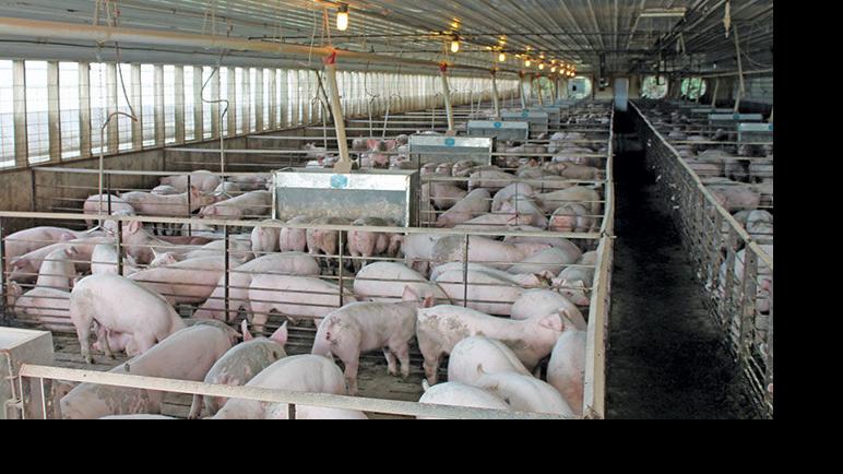Big pig herd keeps U.S. farmers from cashing in | Livestock | agupdate.com