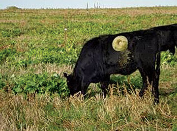 SDSU grad student’s work focuses on relationship between cattle, cover ...