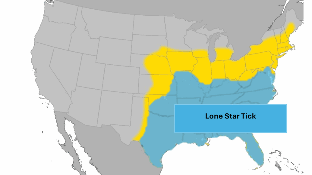 Lone star ticks spread allergen north