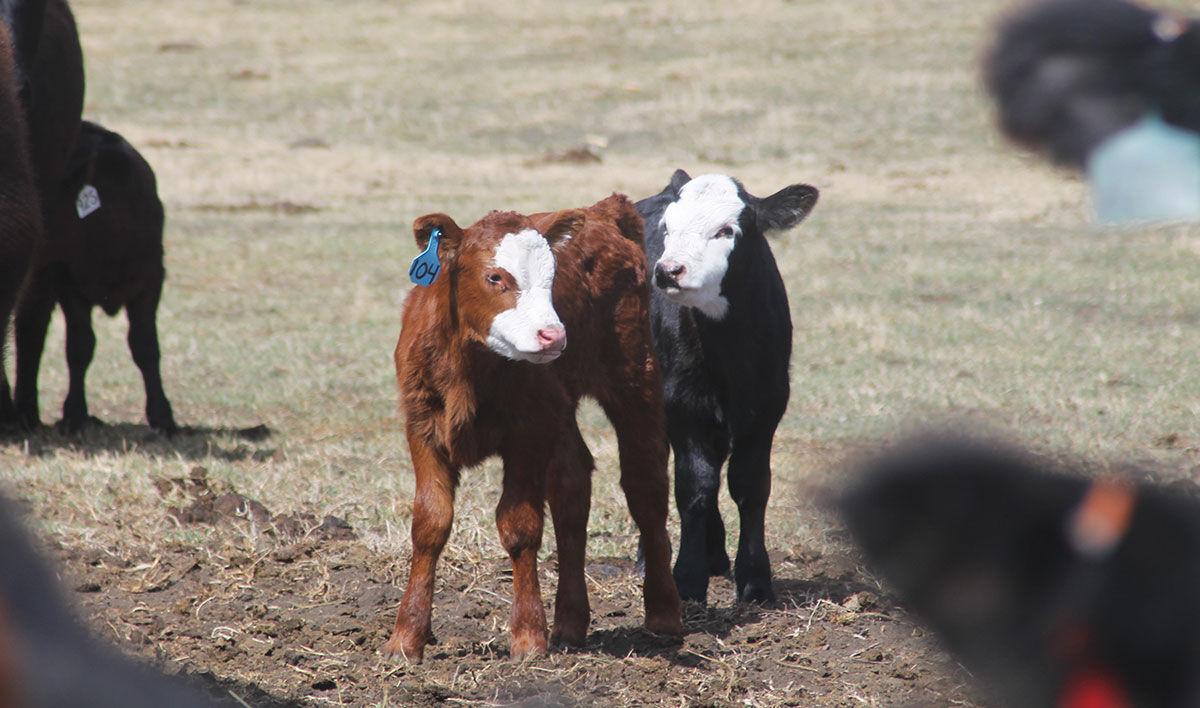 Ways to capture the marketing value on calves