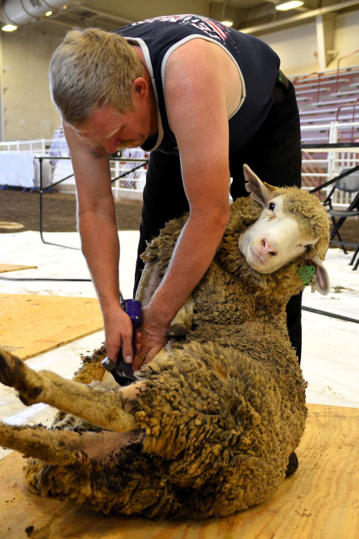 Cut the fluff: sheep shearers perspective of a tough industry