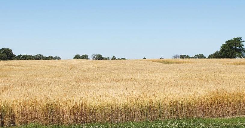 Understand wheat use in Indiana