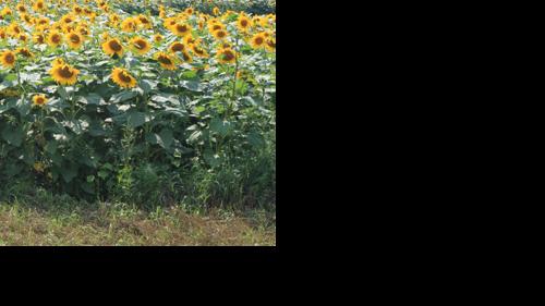 Sunflower prices pressured by trade situation | Crop | agupdate.com