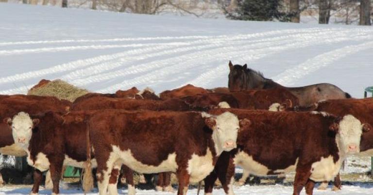 Knowing what ranch records to keep