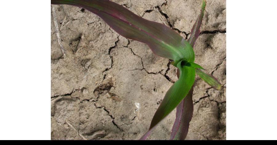 Ugly corn better than no corn this year