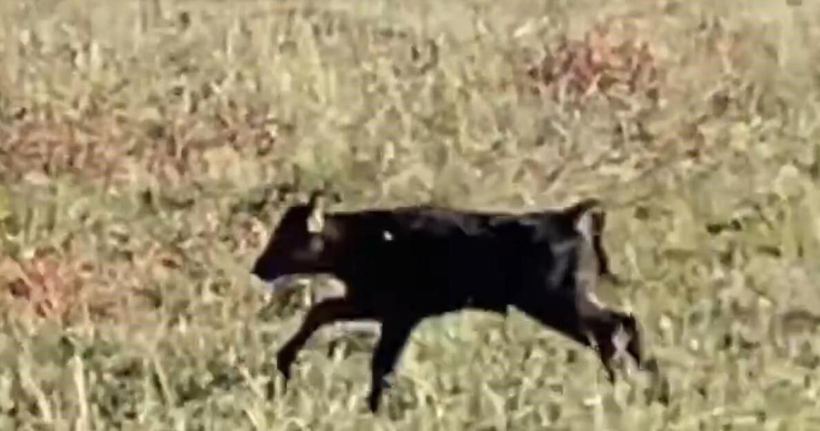 Fall calves frolic on pasture as Wellmans prepare to breed next crop