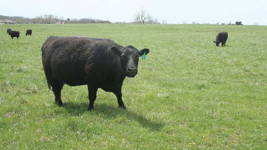 Management helps get the most out of spring grazing