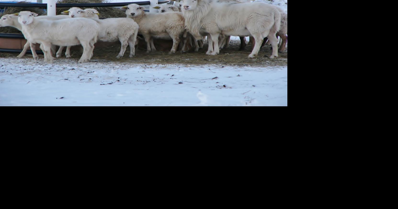 Sheep breeding stock stable