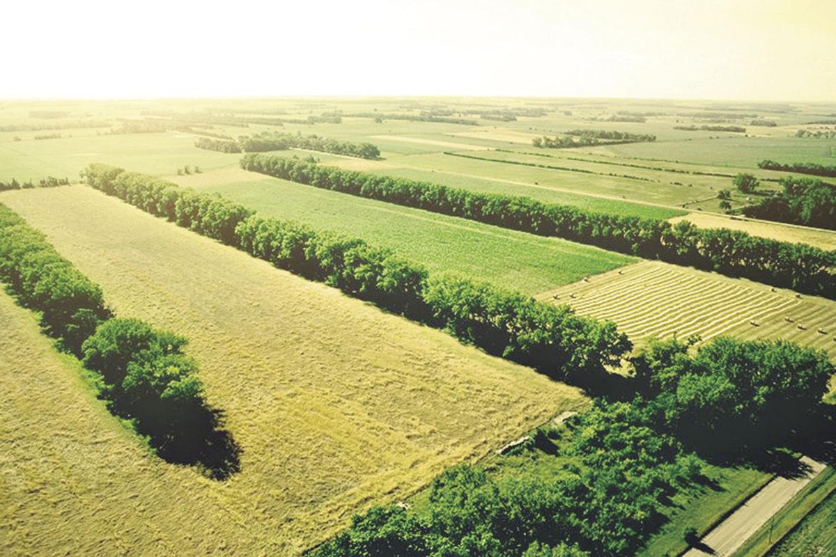 Great Plains field windbreaks