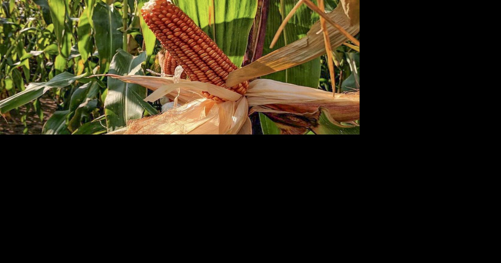 Red corn makes for unique spirits