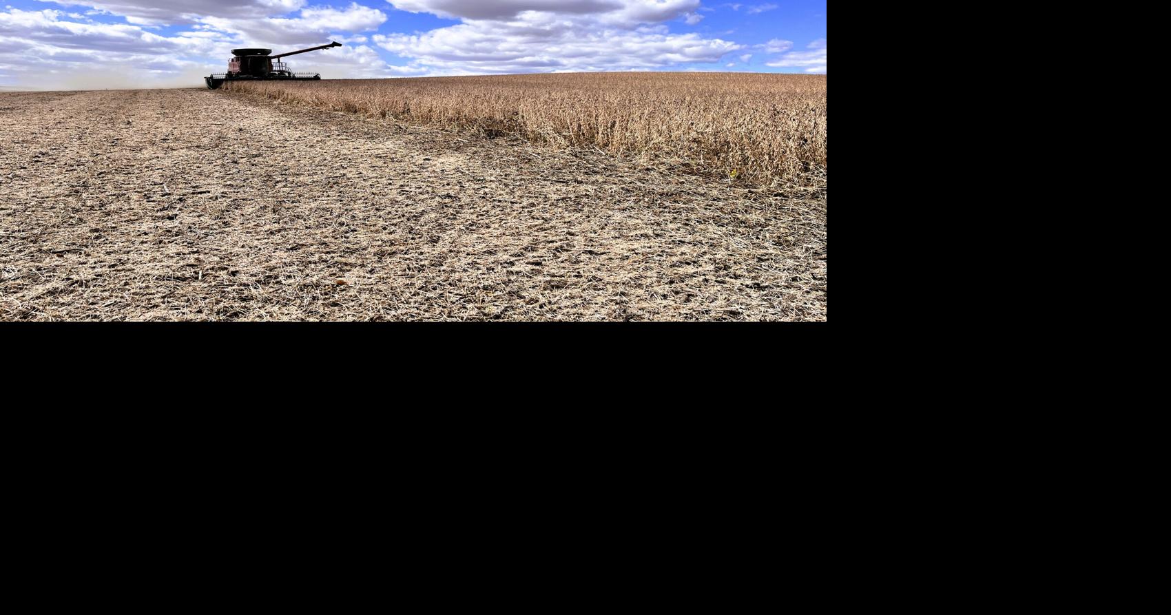 Sudden death syndrome: the root of all evil in soybean fields