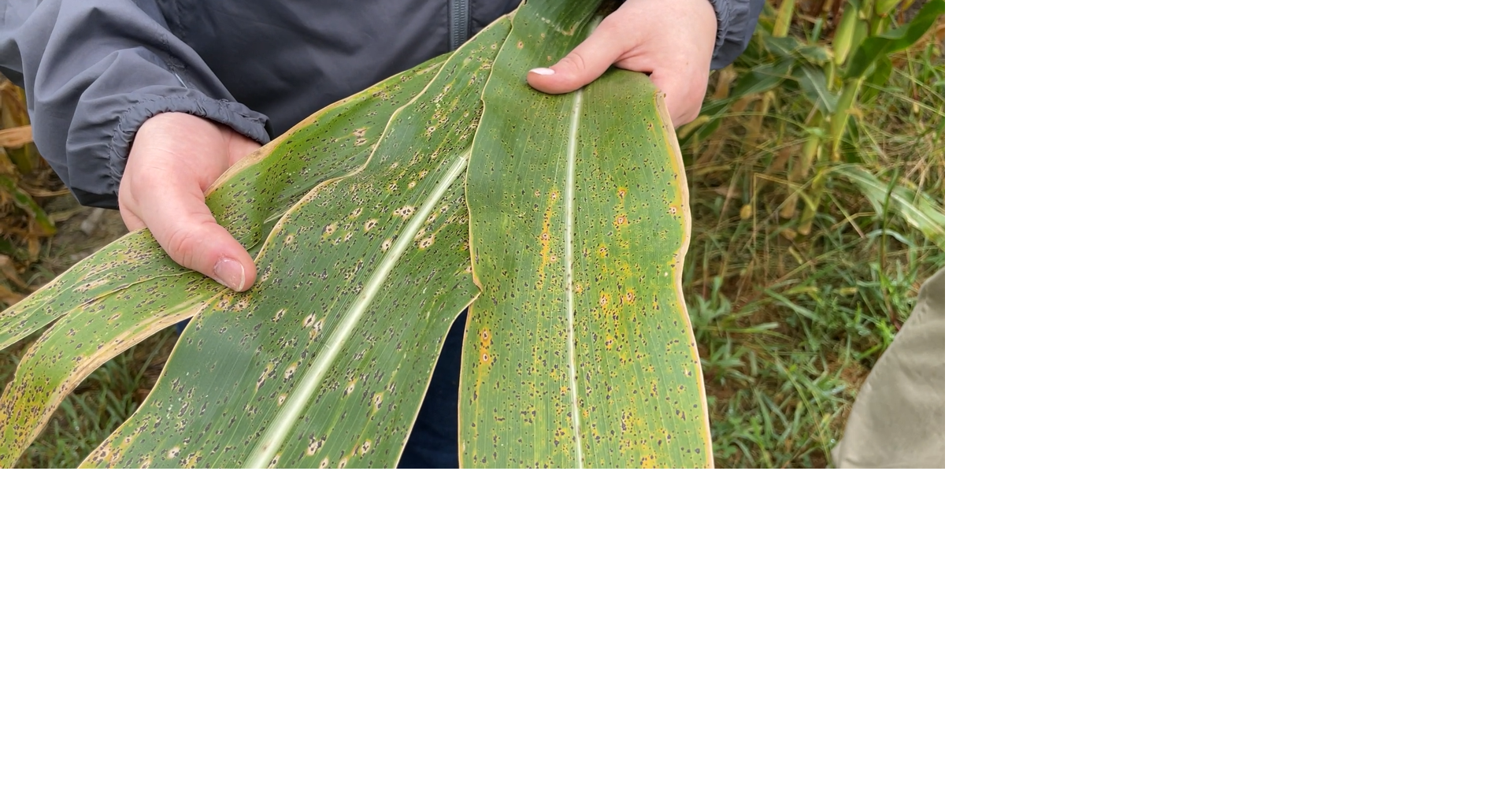 With wet weather, tar spot could emerge
