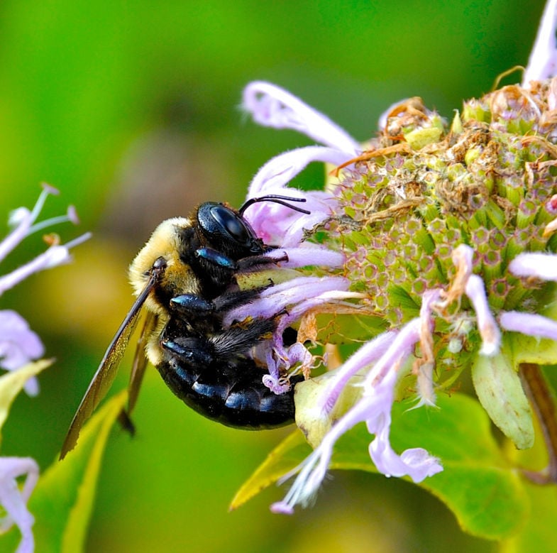 Nominations open for innovative bee advocates