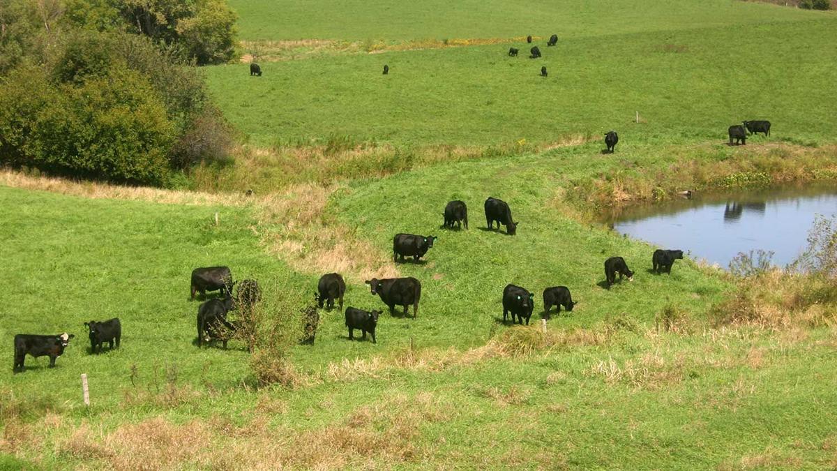 Access to clean water boosts cattle efficiency