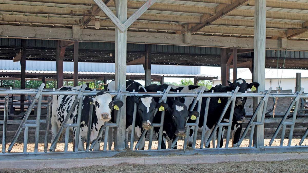 Tech tops trends in livestock buildings