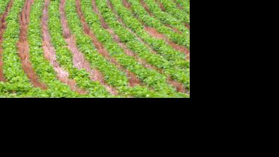 Study indicates rising temperatures will increase yield risk, crop ...