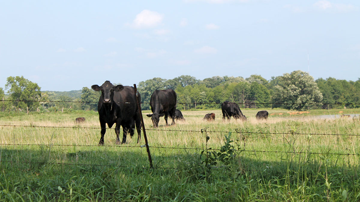 Answer questions before changing pasture systems