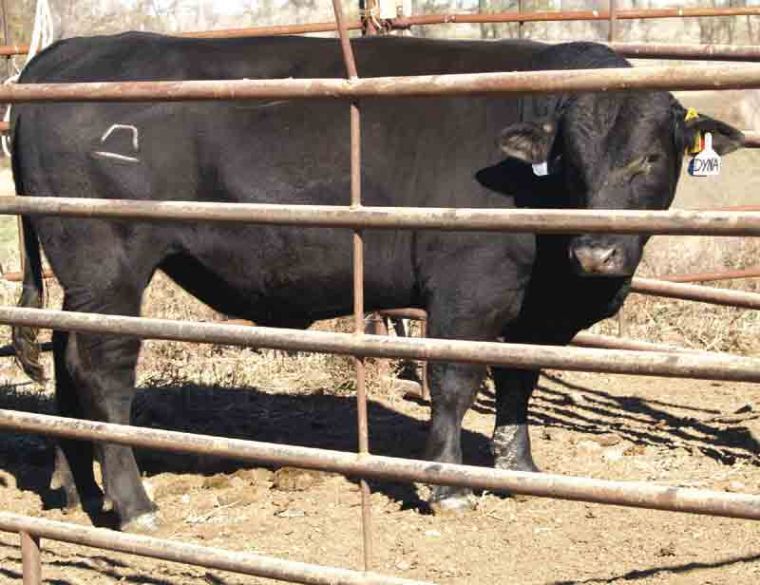Bull nutrition is different for young bulls, older bulls