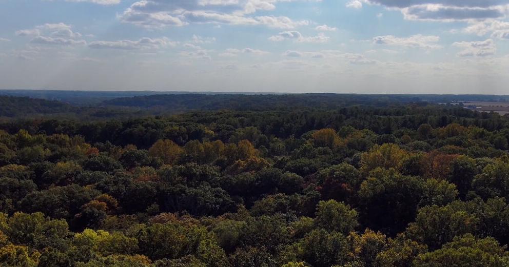 Tree canopies help forests recover