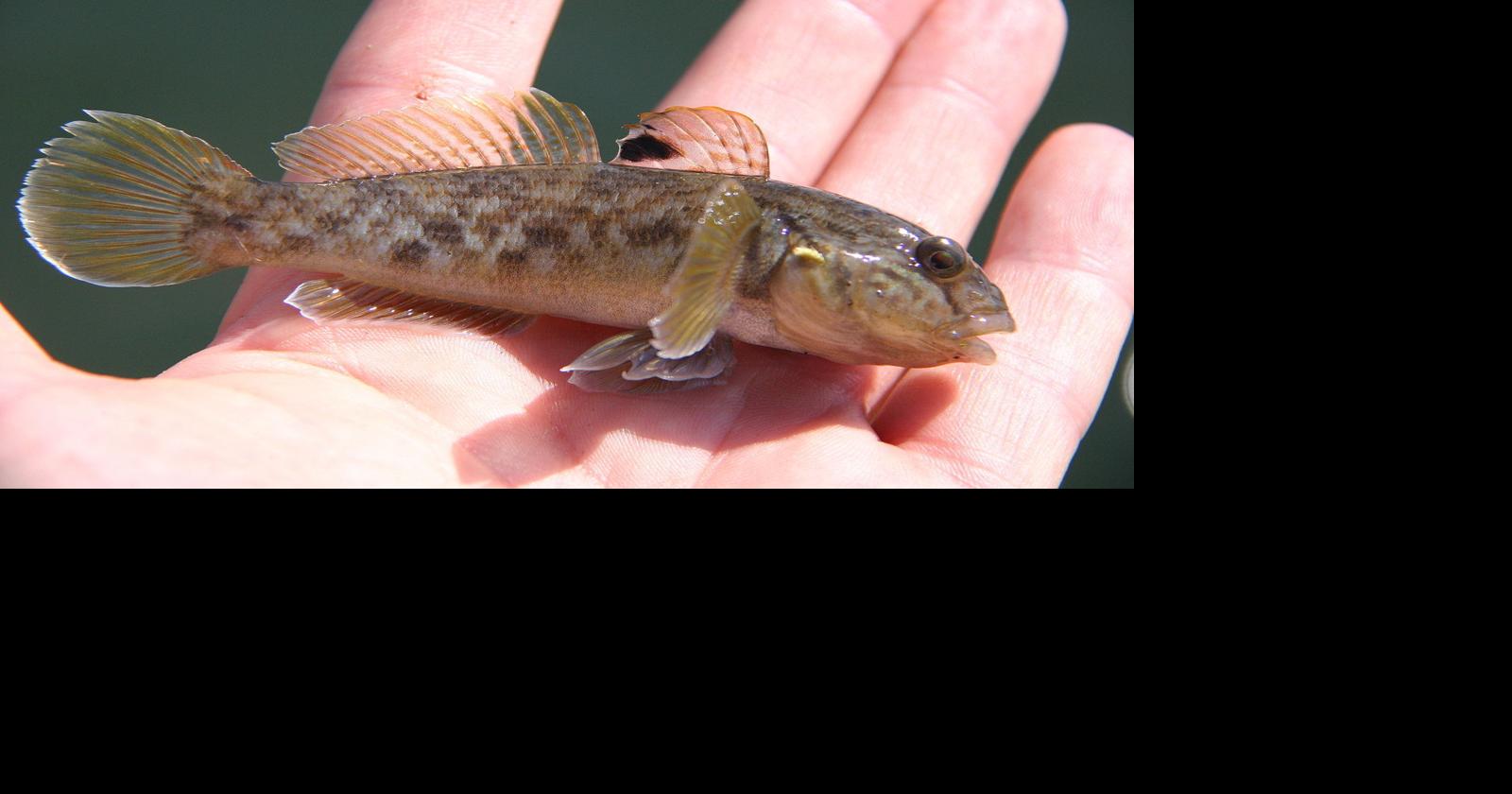 Beware of invasive species: round goby