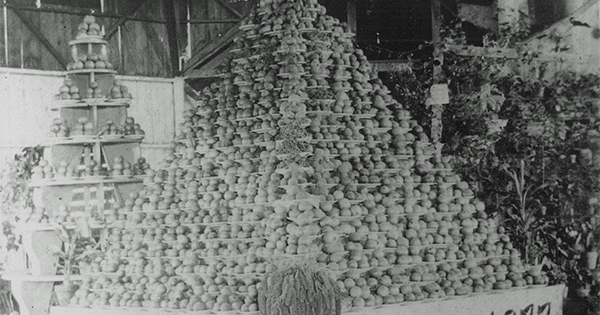 Fruit pyramids at Nebraska State Fair