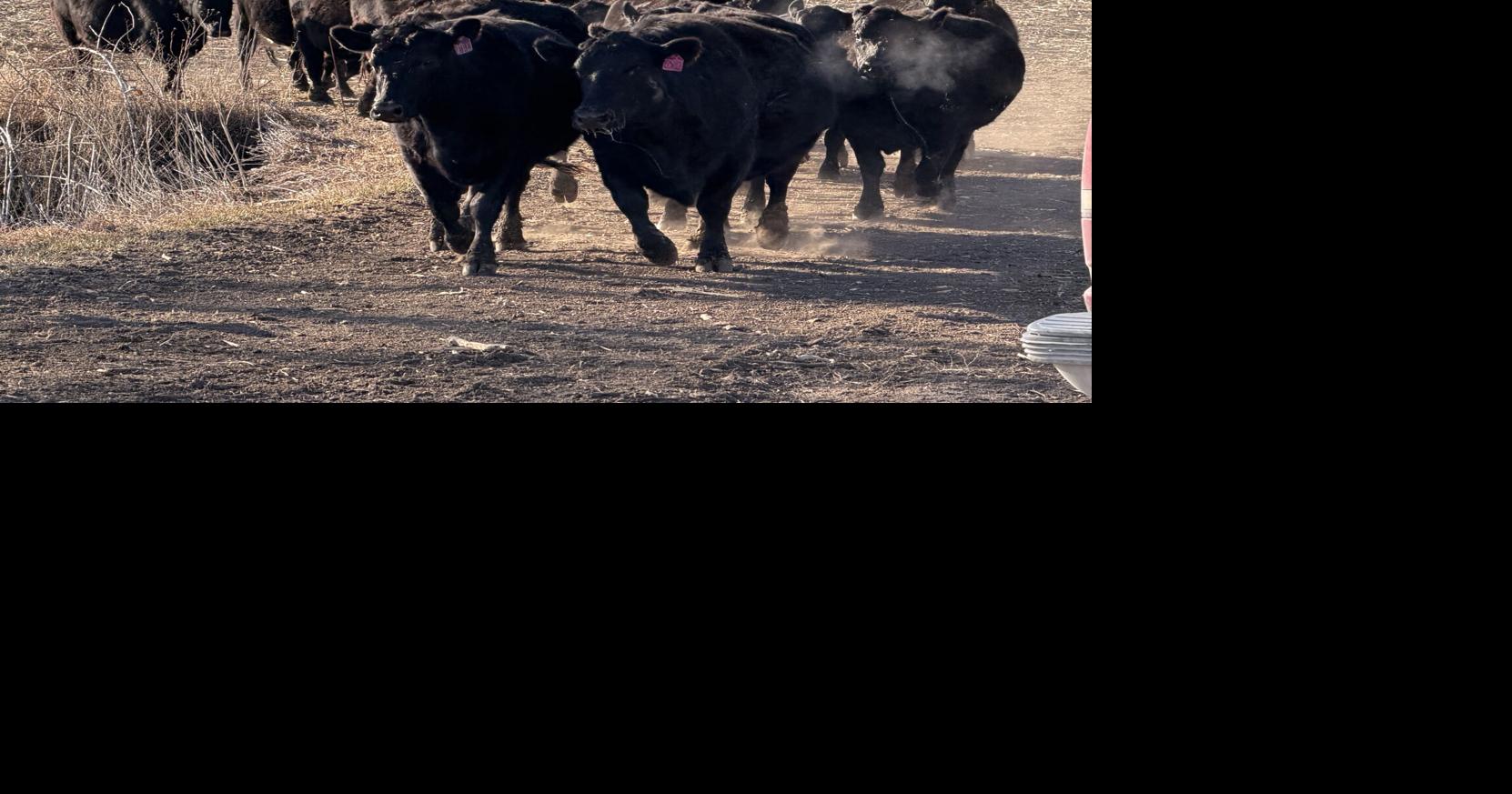 Cows on the move as calving season approaches