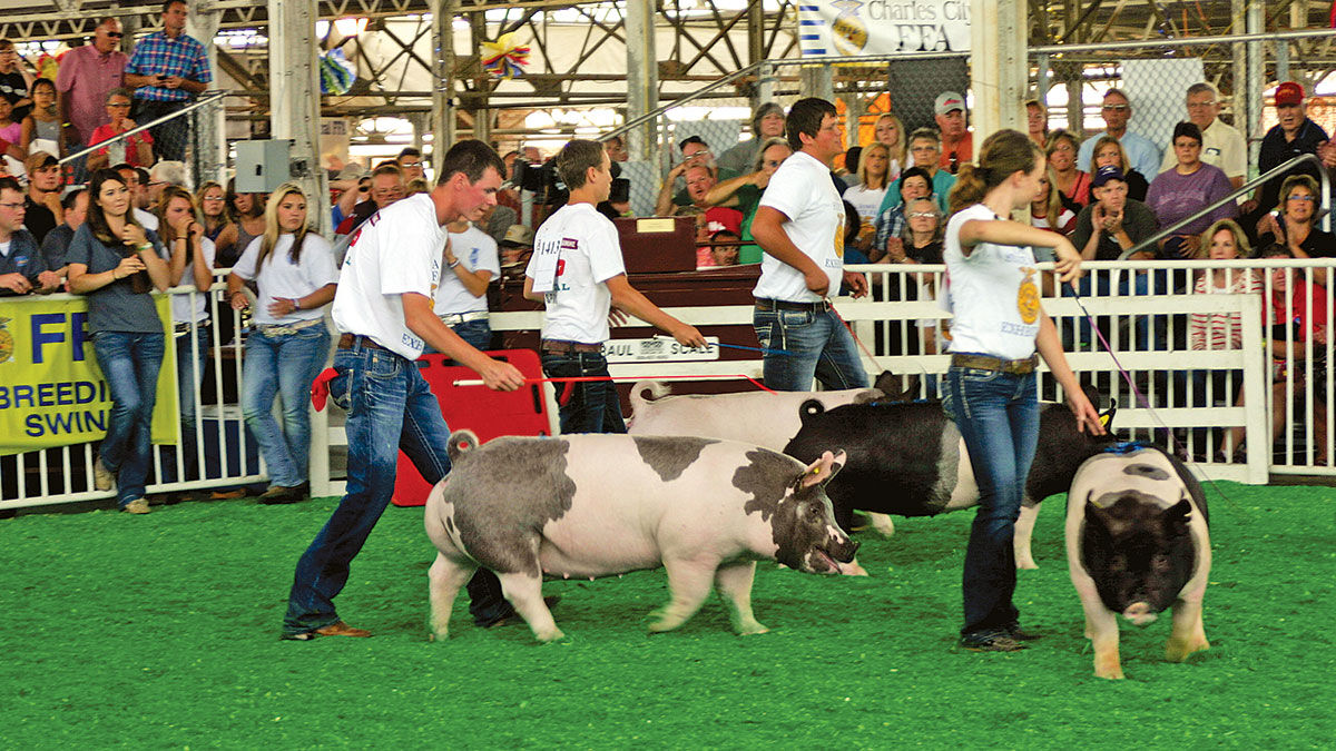 Fairs find new pig processing outlets