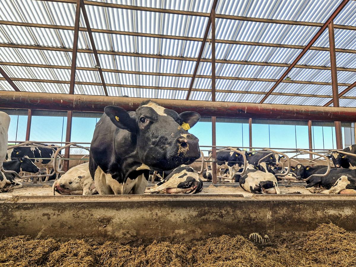 Dairy Days will cover tools for heifer development