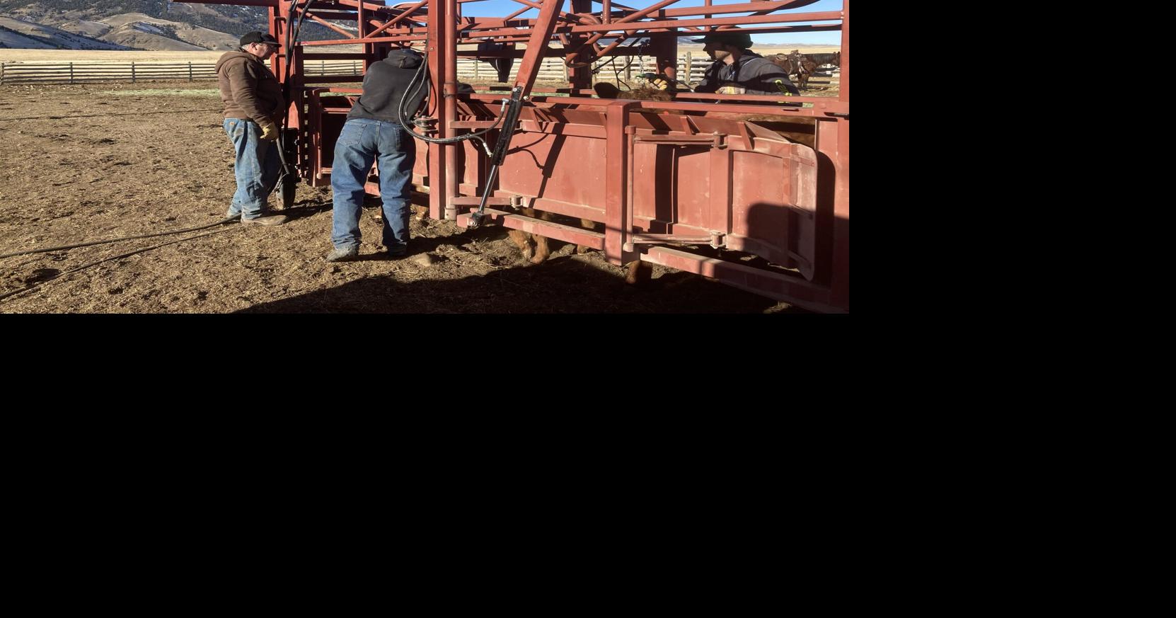 Consider pre-breeding vaccinations for reproductive insurance