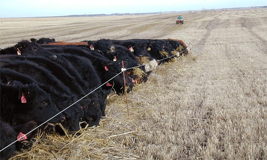 Swath grazing can cut feed costs, benefit soil health