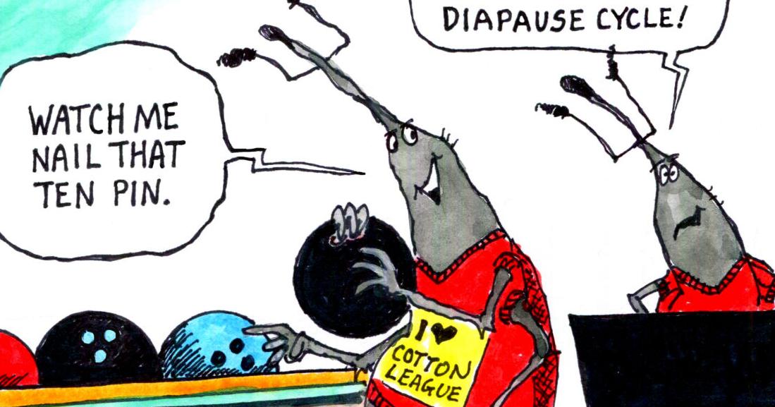 Corn Time by Bob Lang