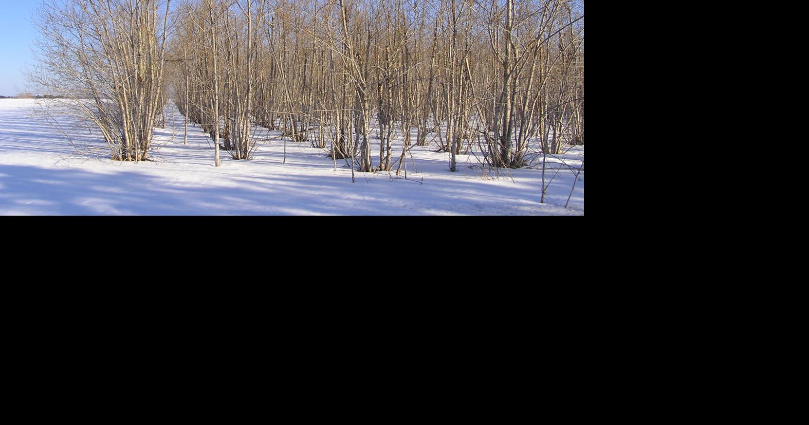 Factor snow drift, wind speed into windbreak build