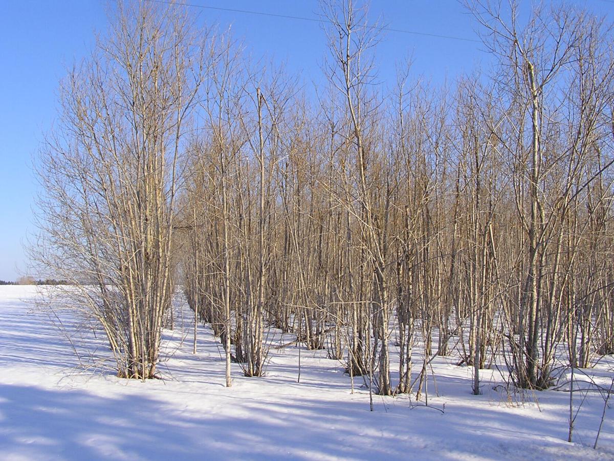 Factor snow drift, wind speed into windbreak build