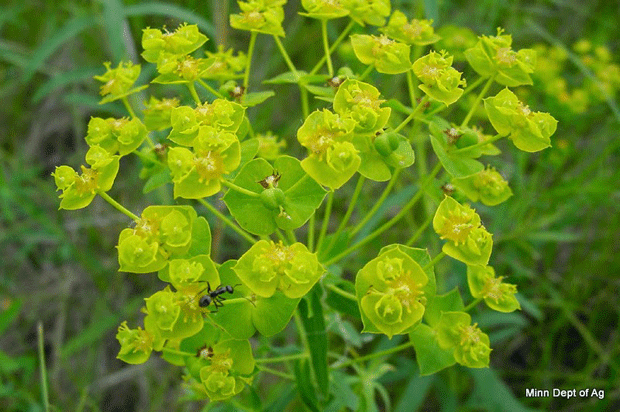 March weed of the month, Leafy Spurge
