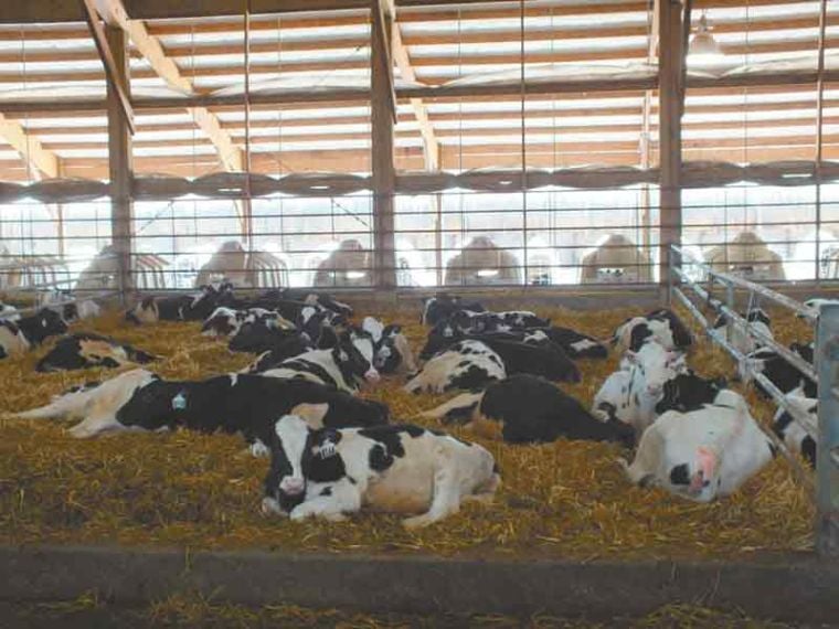 Don’t forget a cooling strategy for dry cows