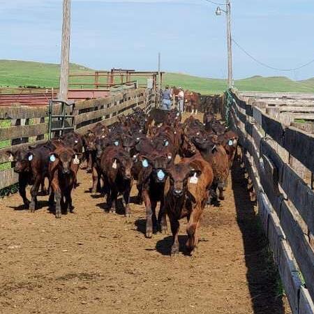 Wicks Cattle develops calves that wean heavy in southwest ND