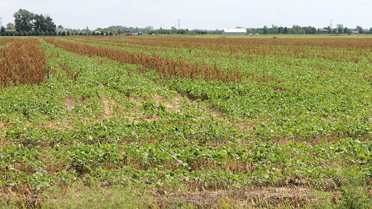 Double-crop fields can hold weeds at bay