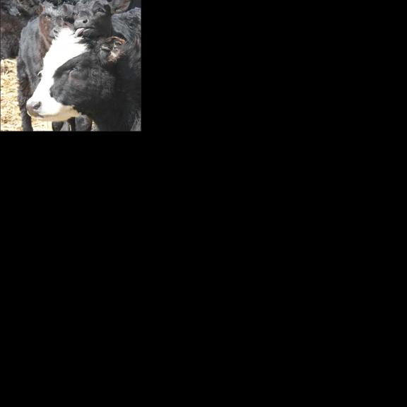 Prepare now for fall calving season success
