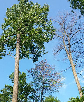 Prune during the dormant season to protect oak trees