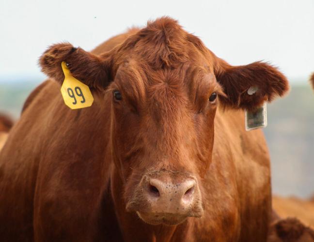 701x helping producers know what their cattle are doing