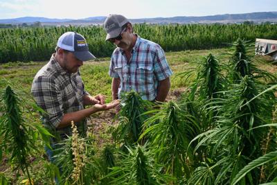 Industrial hemp grows in acres, uses in Montana