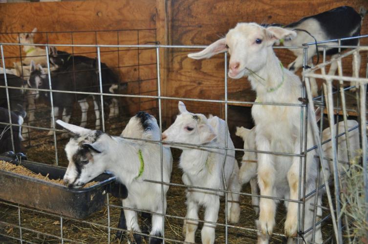 Care for goats with scours