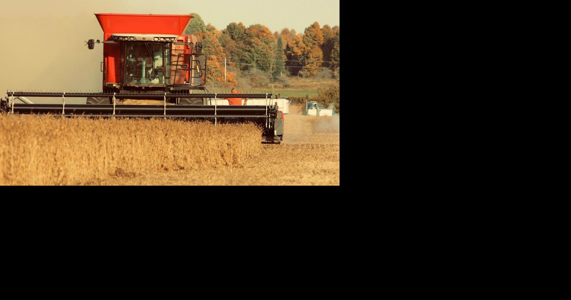 Soybean harvest could start this week at Rix Farms