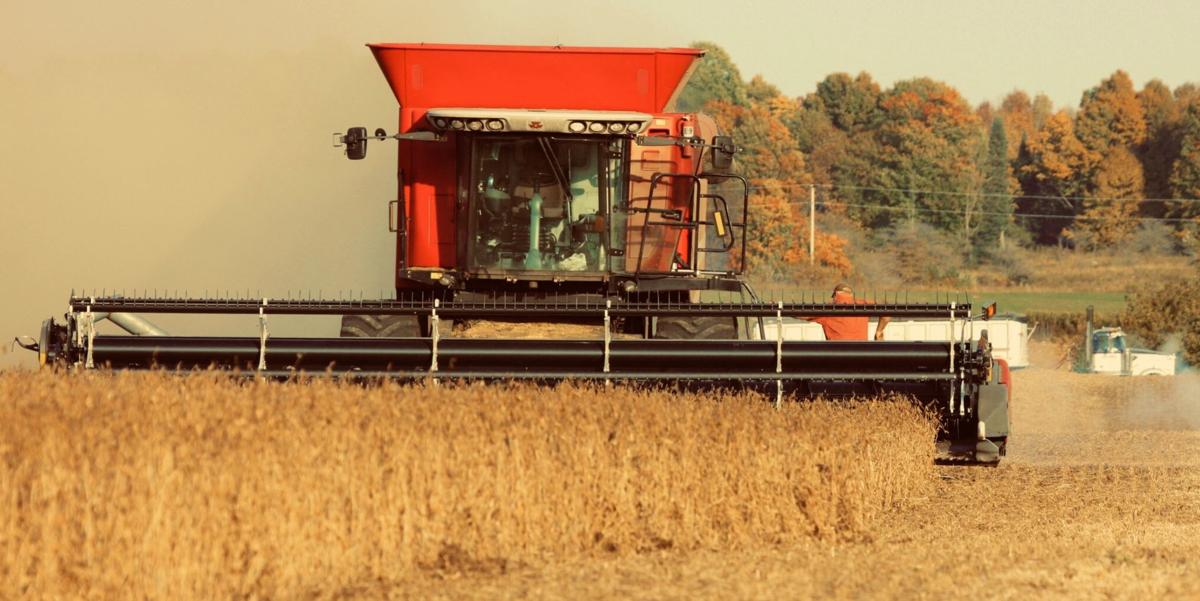 Soybean harvest could start this week at Rix Farms